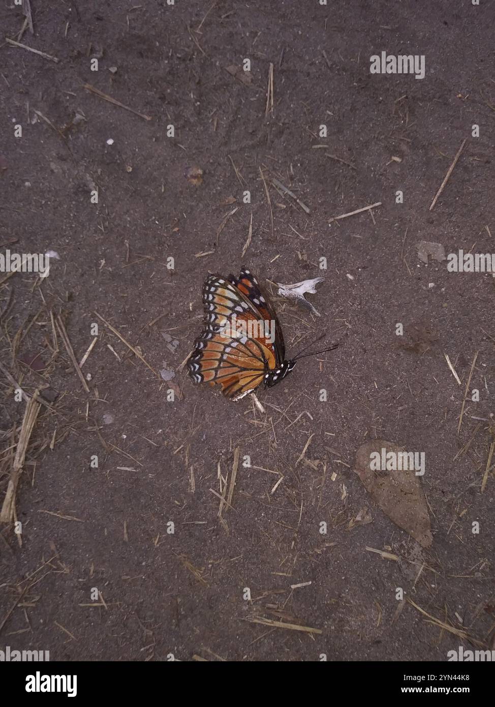 Viceroy (Limenitis archippus Stock Photo - Alamy