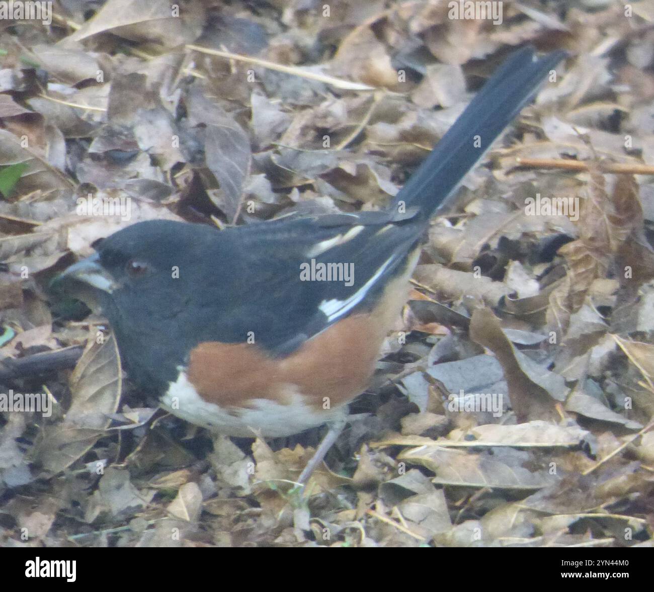 Eastern Towhee (Pipilo erythrophthalmus Stock Photo - Alamy
