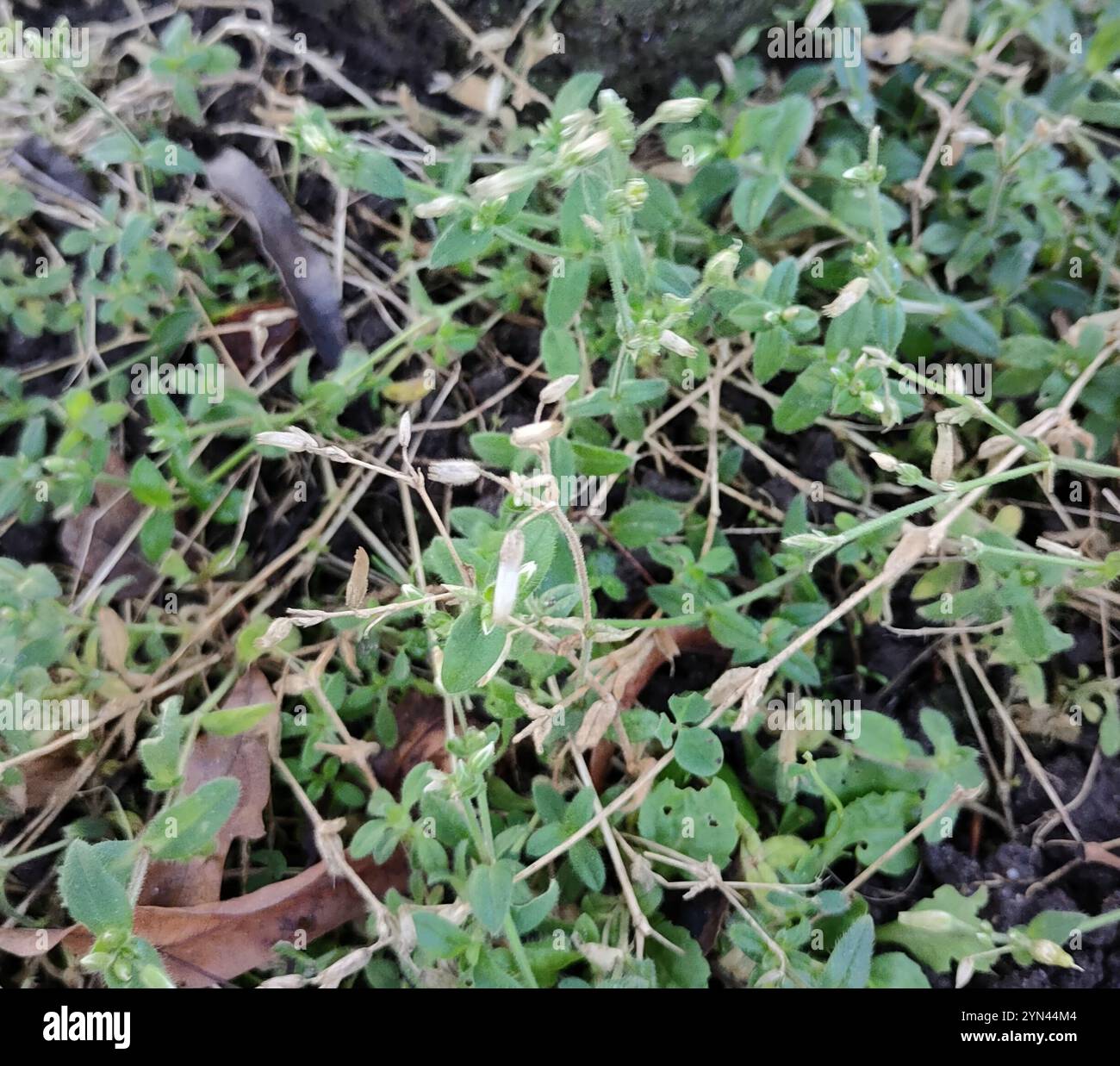 Common mouse-ear chickweed (Cerastium fontanum Stock Photo - Alamy