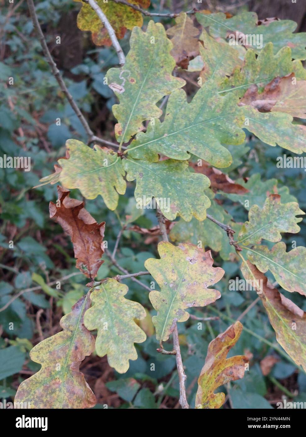 English oak (Quercus robur Stock Photo - Alamy