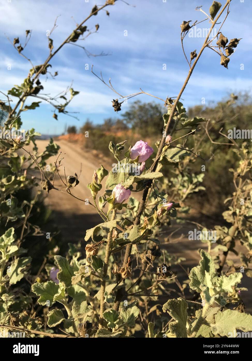 Ensenada bushmallow (Malacothamnus foliosus Stock Photo - Alamy