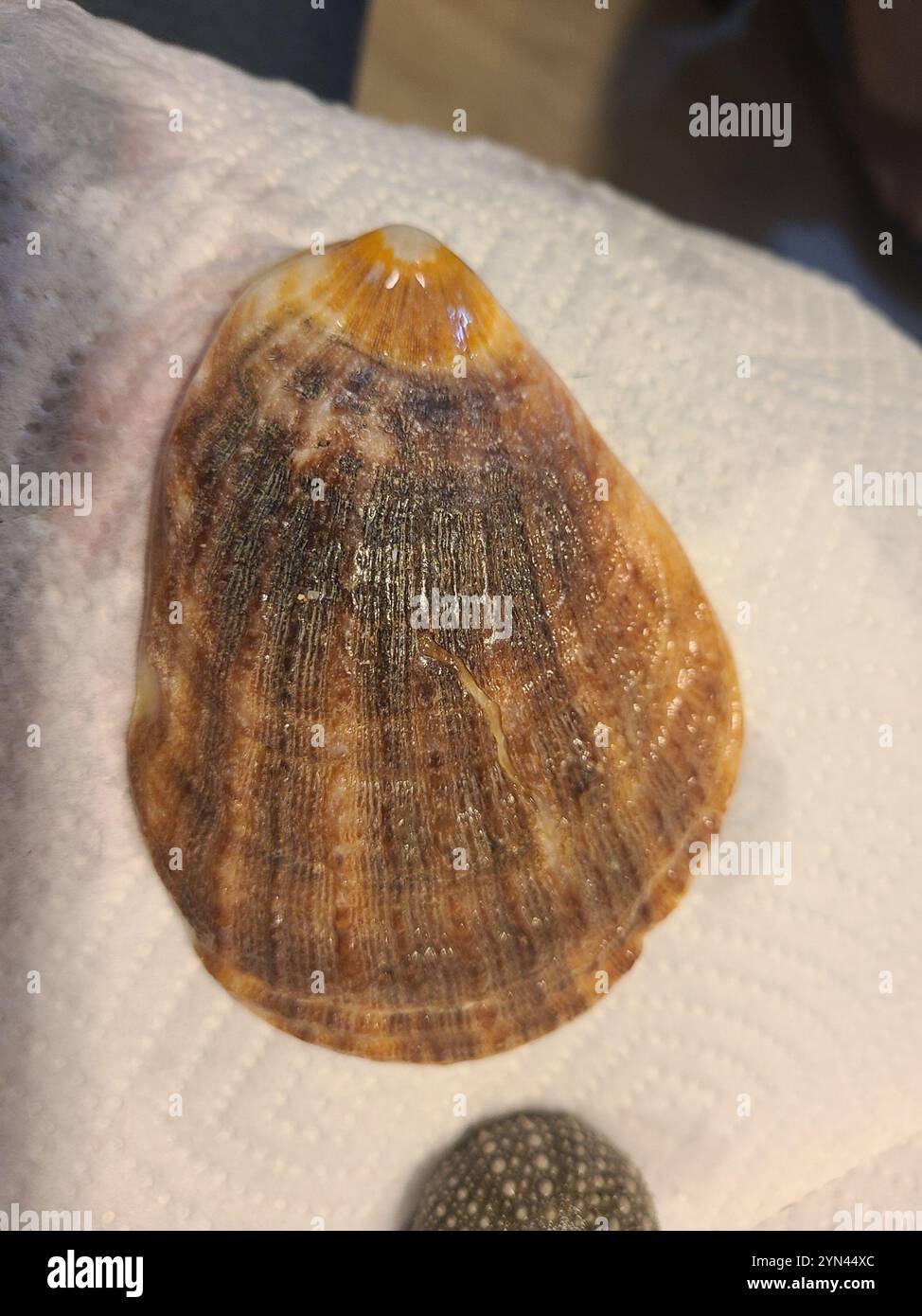 Giant Rock Scallop (Crassadoma gigantea Stock Photo - Alamy