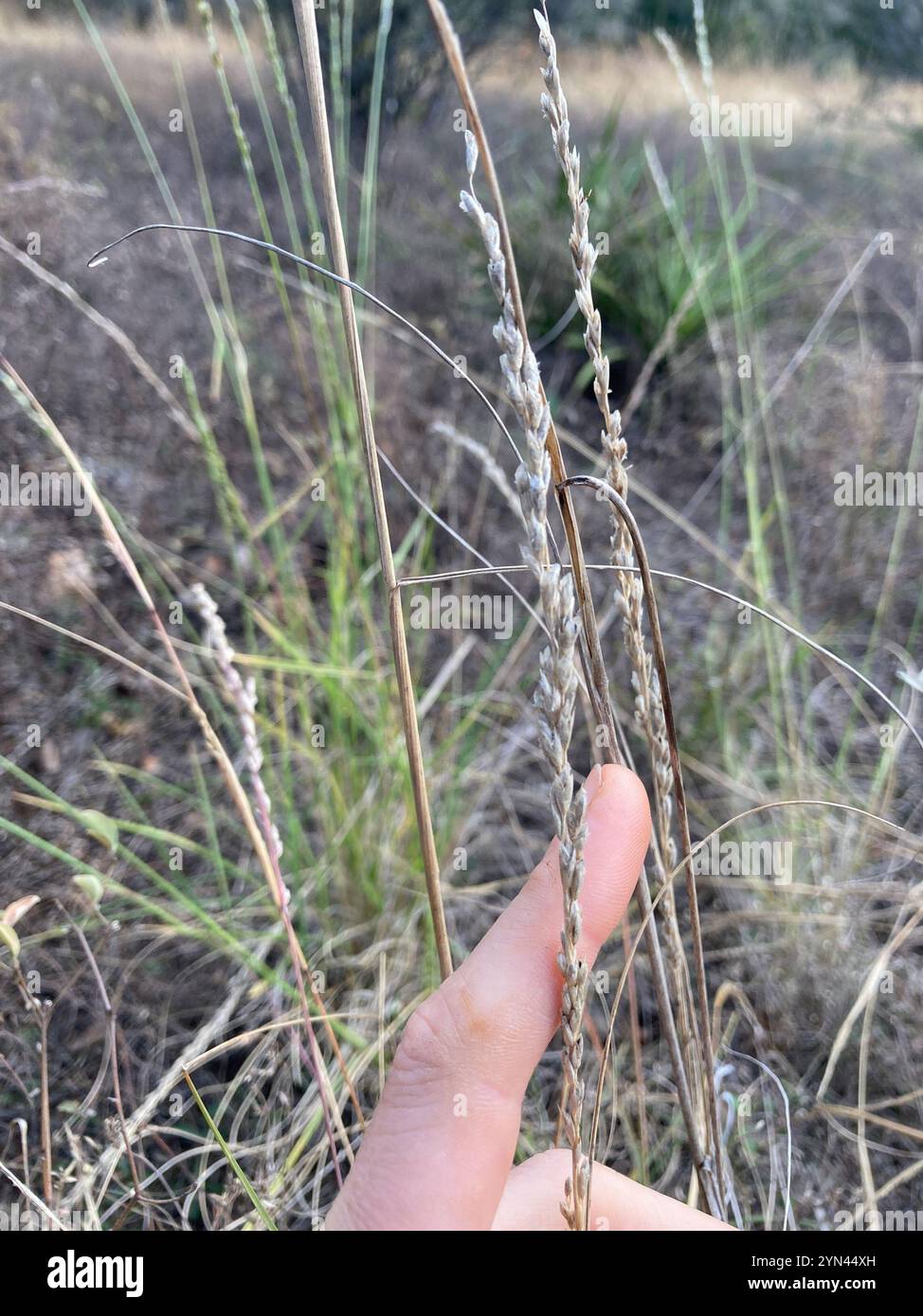 Slim Tridens (Tridentopsis mutica Stock Photo - Alamy