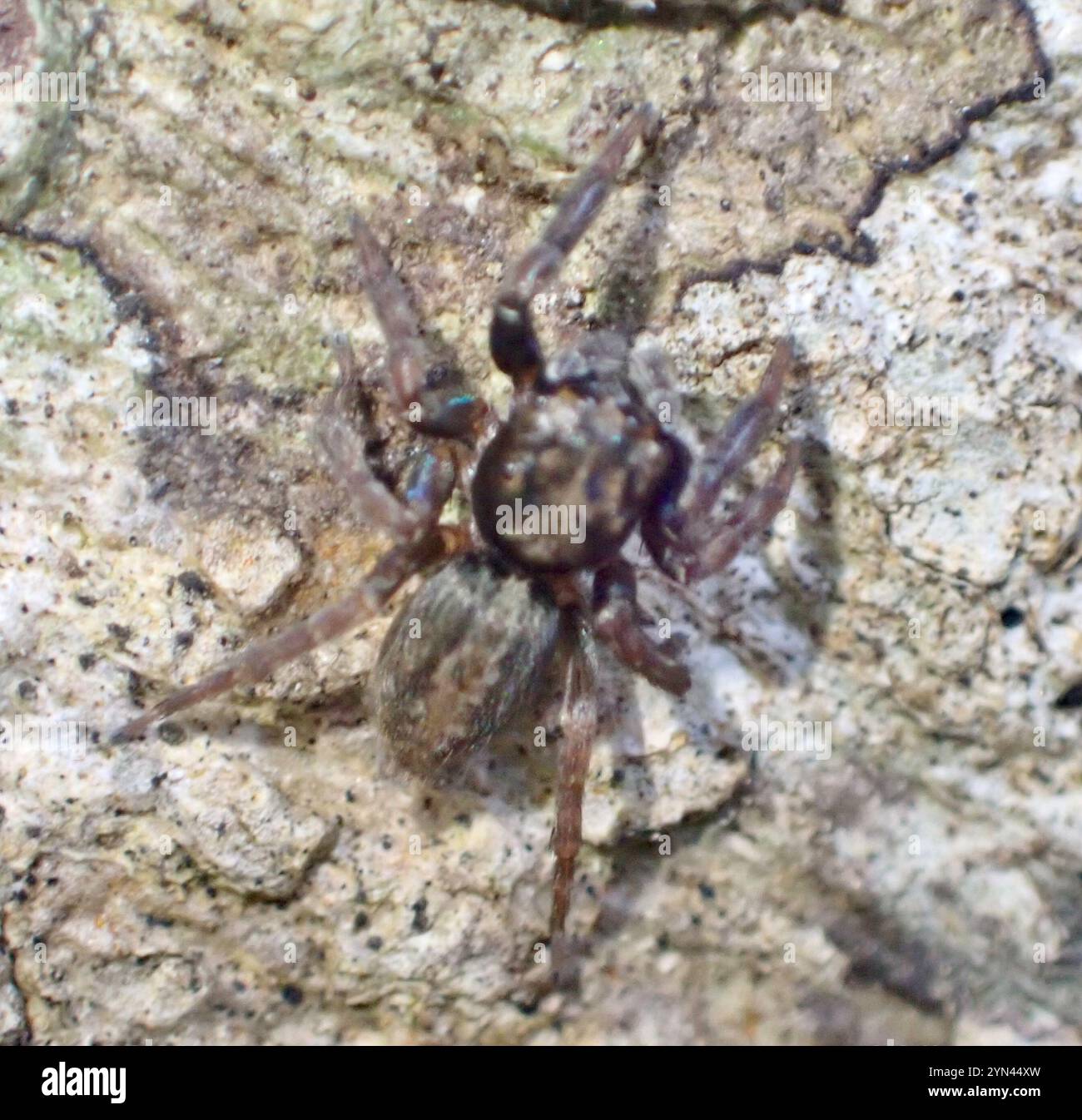 Jumping Spiders (Salticidae Stock Photo - Alamy