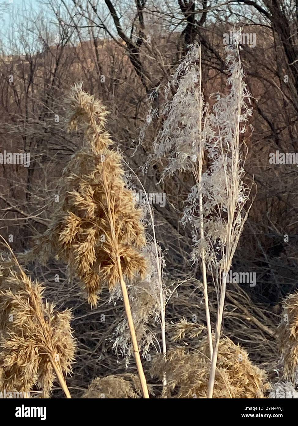 European reed (Phragmites australis australis Stock Photo - Alamy