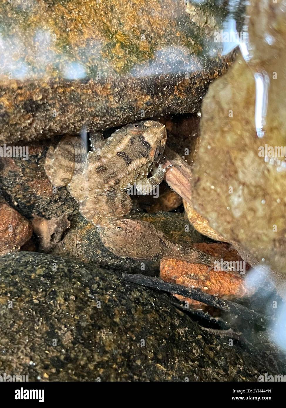 Night Frogs (Nyctibatrachus Stock Photo - Alamy