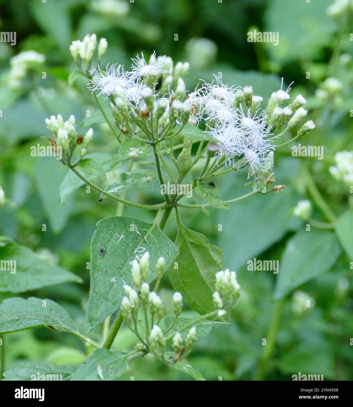 Siam weed (Chromolaena odorata Stock Photo - Alamy