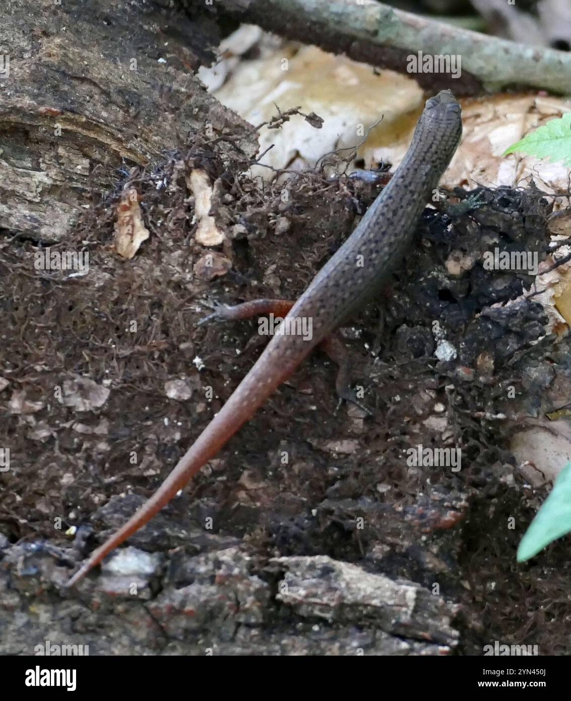 Togo Skink (Panaspis togoensis Stock Photo - Alamy