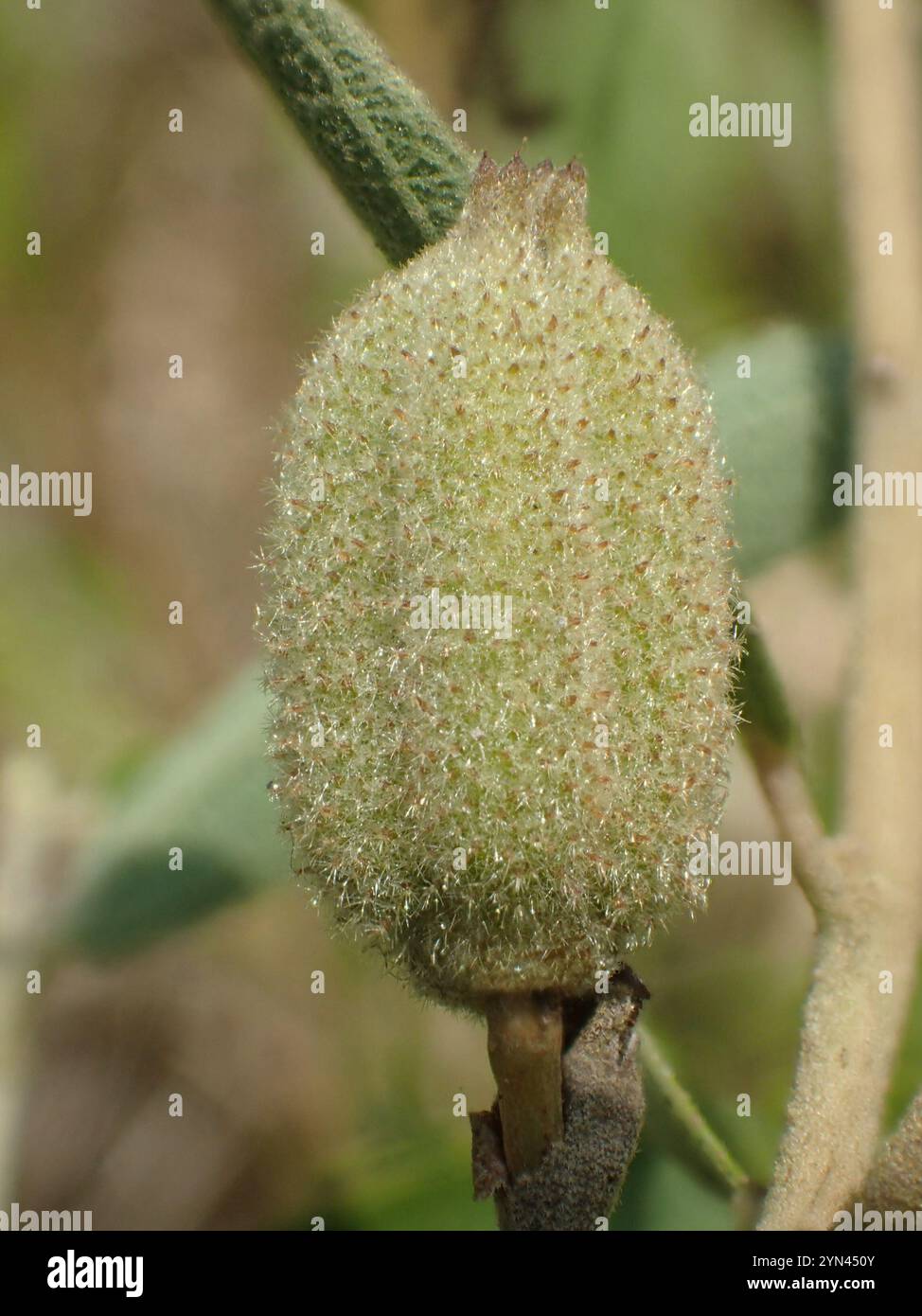 Narrow-leaved Screwtree (Helicteres angustifolia Stock Photo - Alamy
