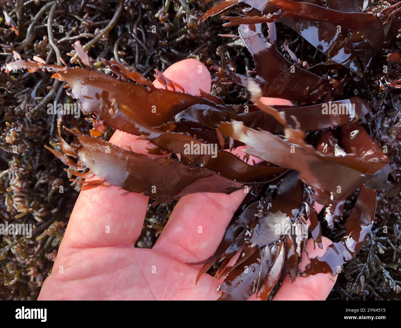 red algae (Rhodophyta Stock Photo - Alamy