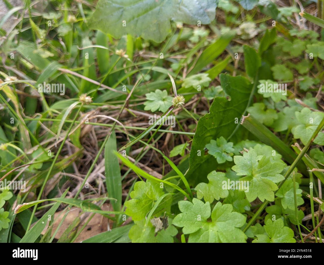 Shortleaf Spikesedge (Cyperus brevifolius Stock Photo - Alamy