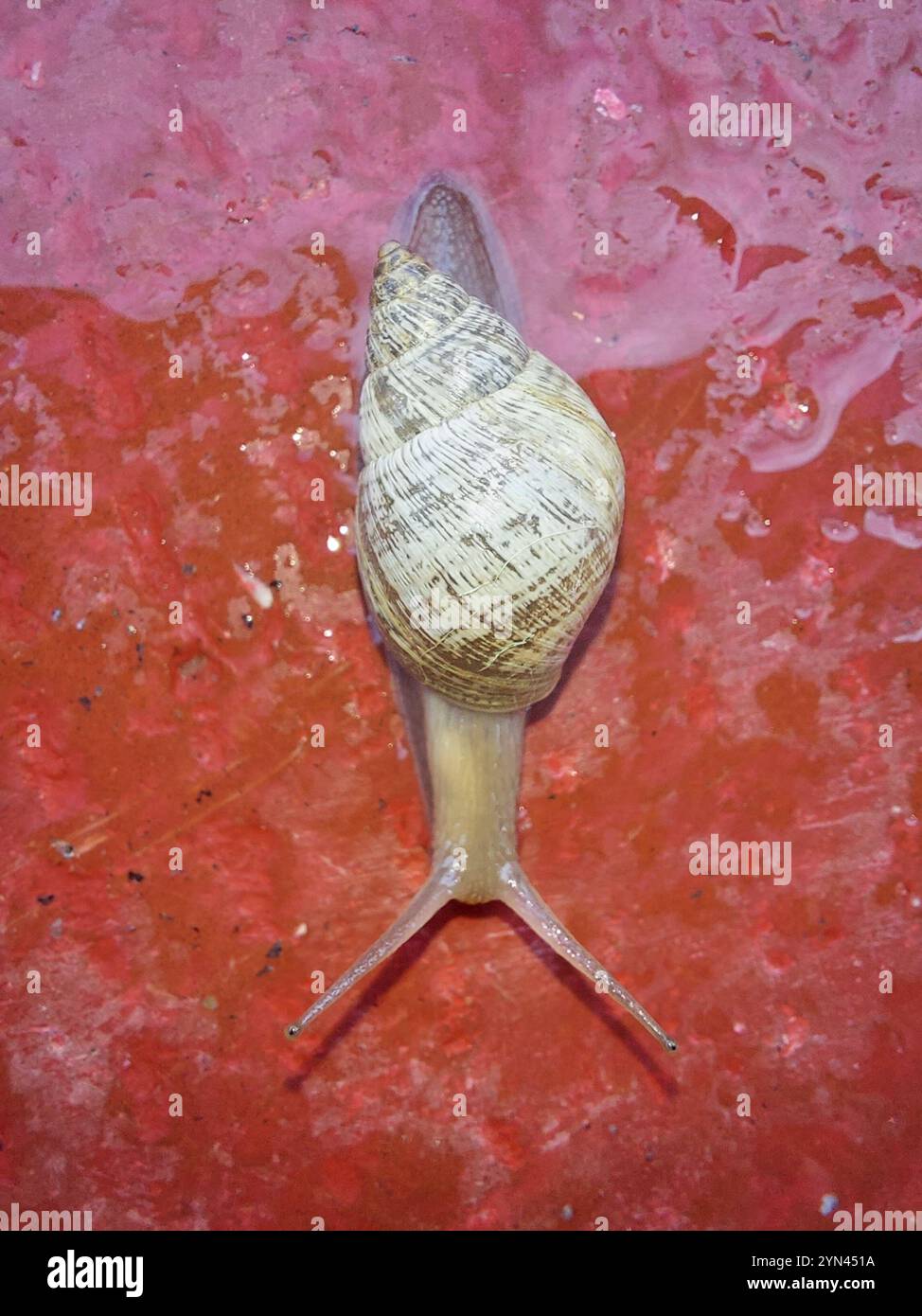 Bostryx hi-res stock photography and images - Alamy