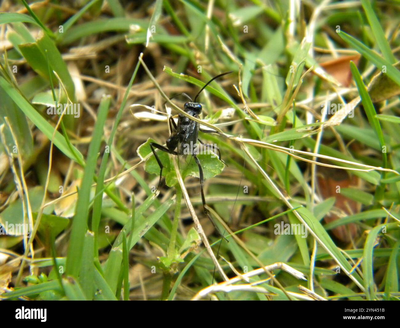 Blue-eyed Ensign Wasp (Evania appendigaster Stock Photo - Alamy
