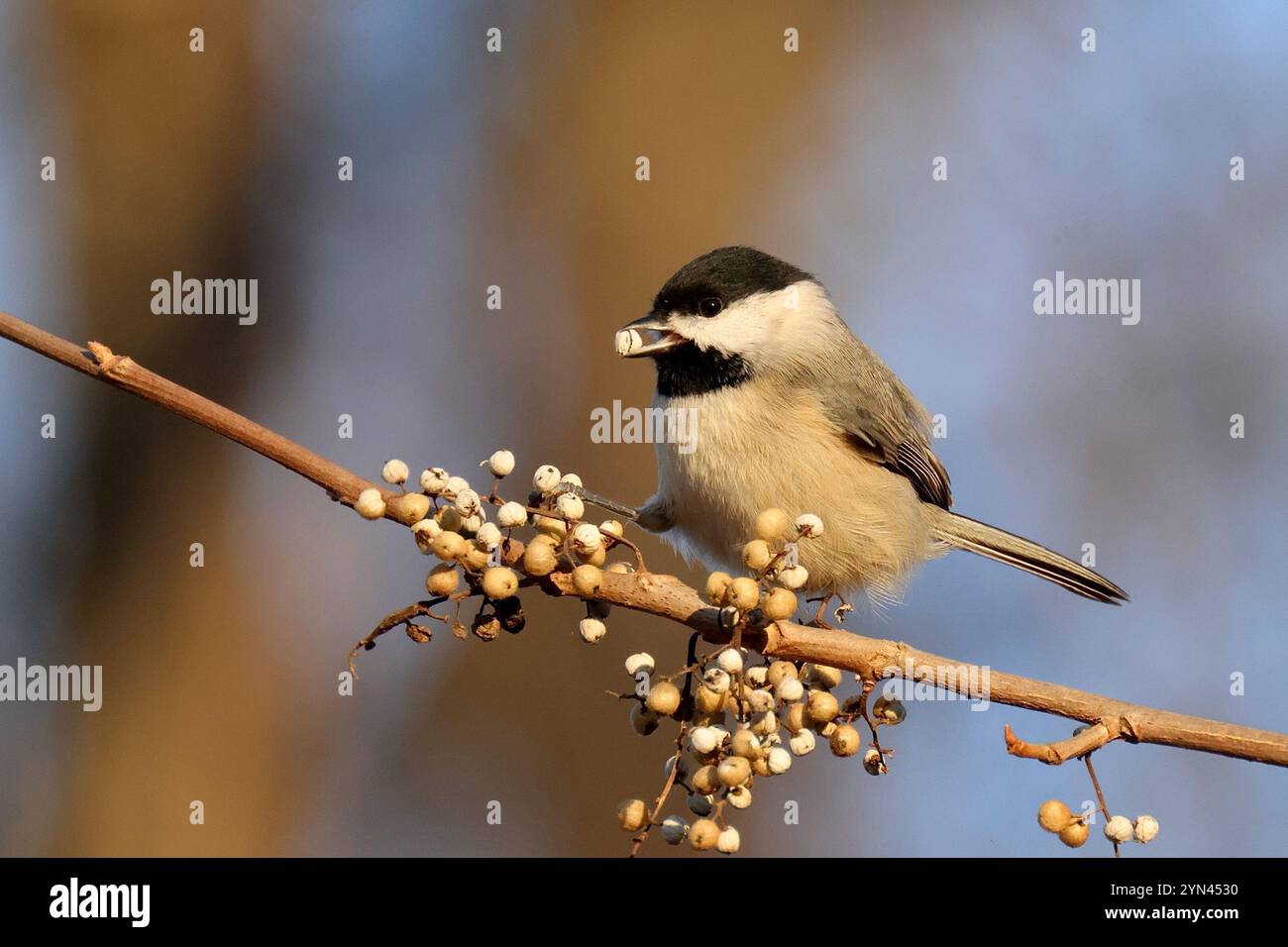 Carolina Chickadee (Poecile carolinensis Stock Photo - Alamy
