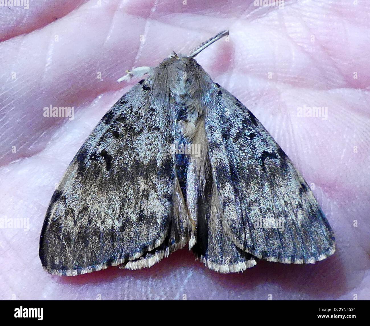 Spongy Moth (Lymantria dispar Stock Photo - Alamy