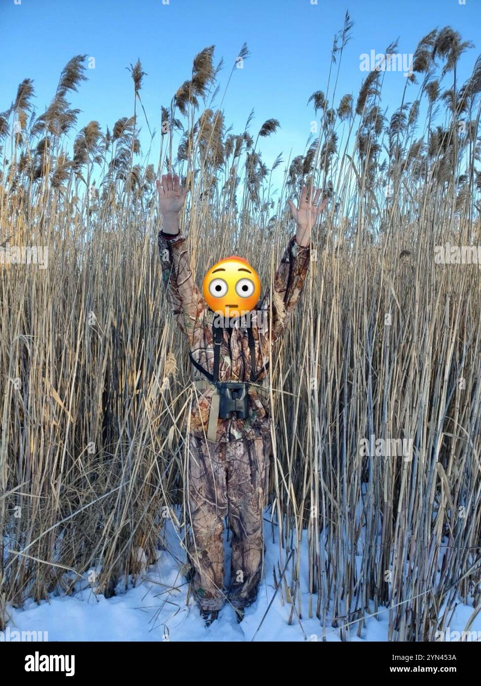 American common reed (Phragmites australis americanus Stock Photo - Alamy