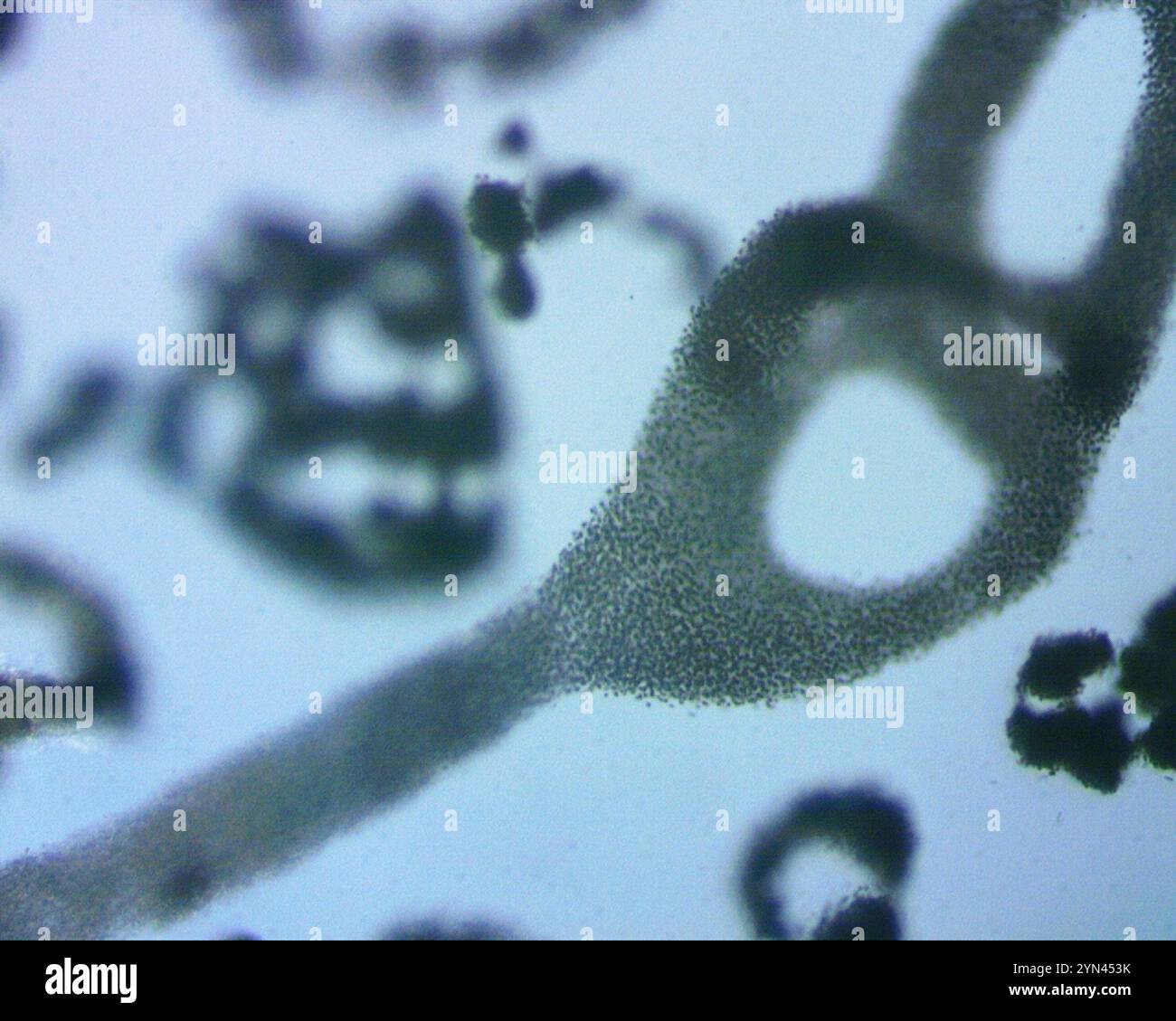 Microcystis aeruginosa hi-res stock photography and images - Alamy