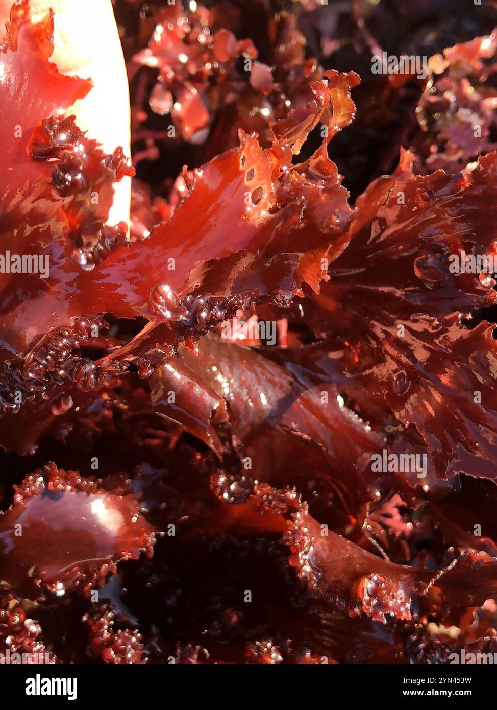 Grape Tongue (Cryptopleura ruprechtiana Stock Photo - Alamy