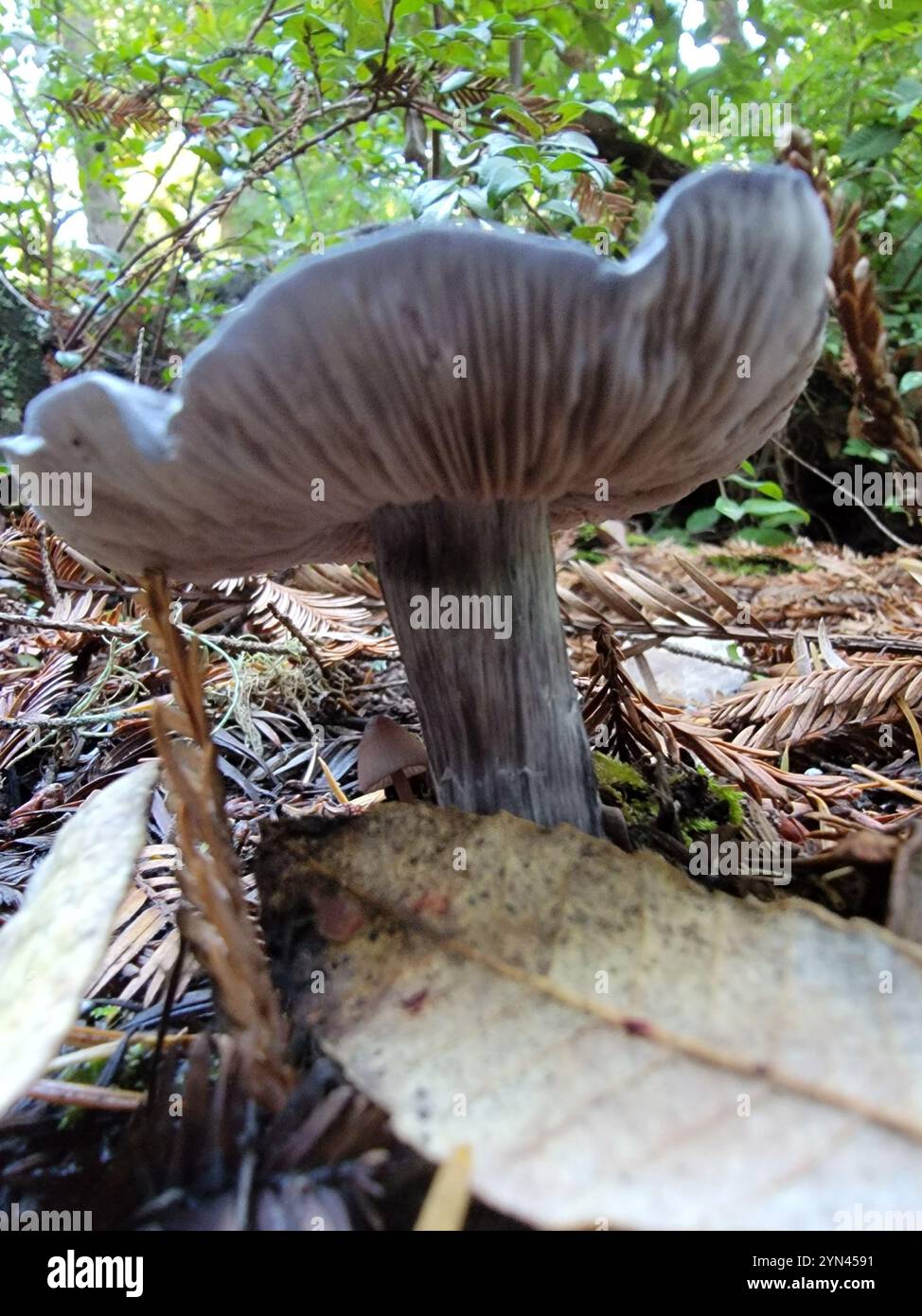 Midnight Entoloma (Entoloma medianox Stock Photo - Alamy