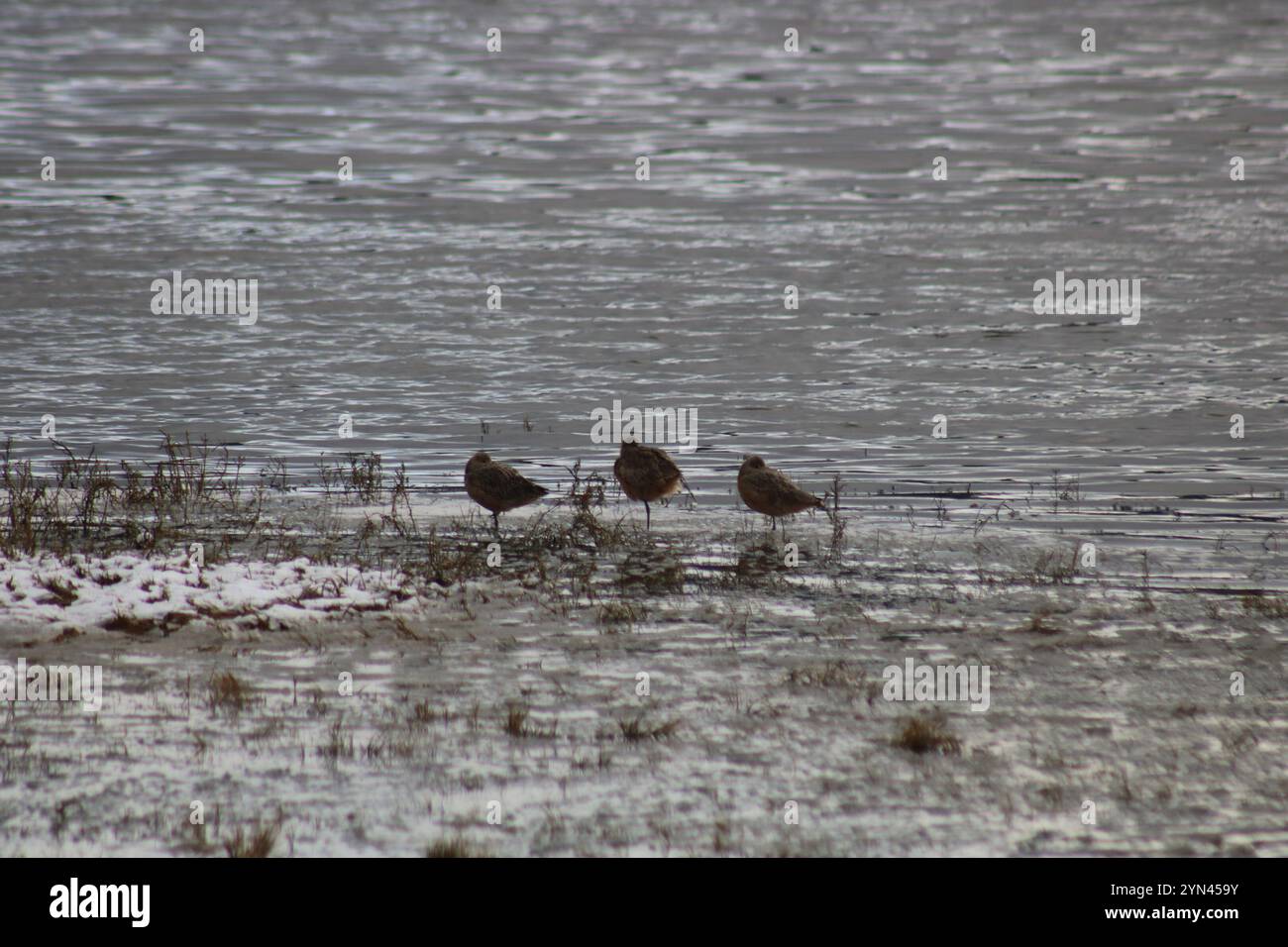 Marbled Godwit (Limosa fedoa Stock Photo - Alamy