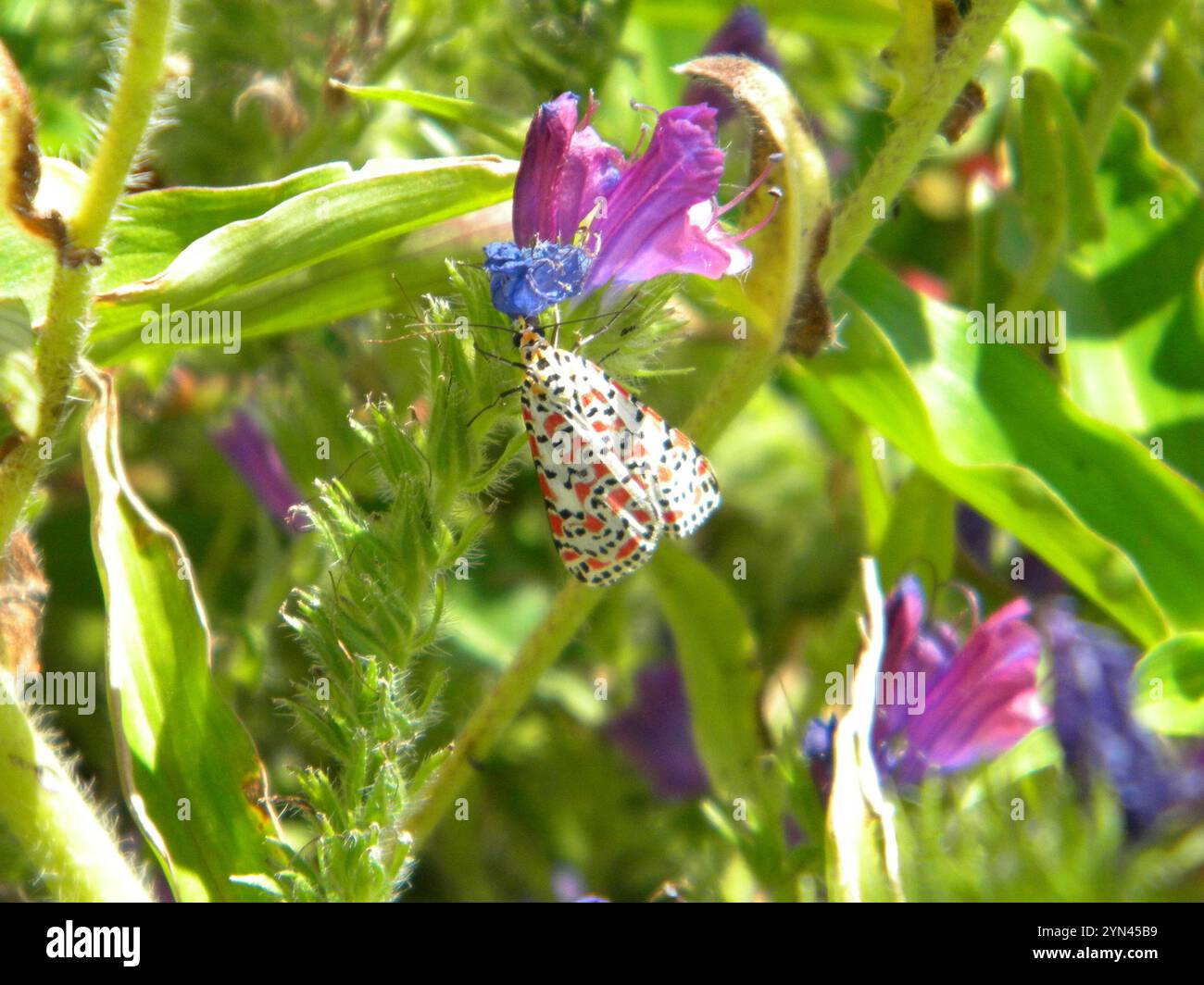 Crimson-speckled Flunkey (Utetheisa pulchella Stock Photo - Alamy