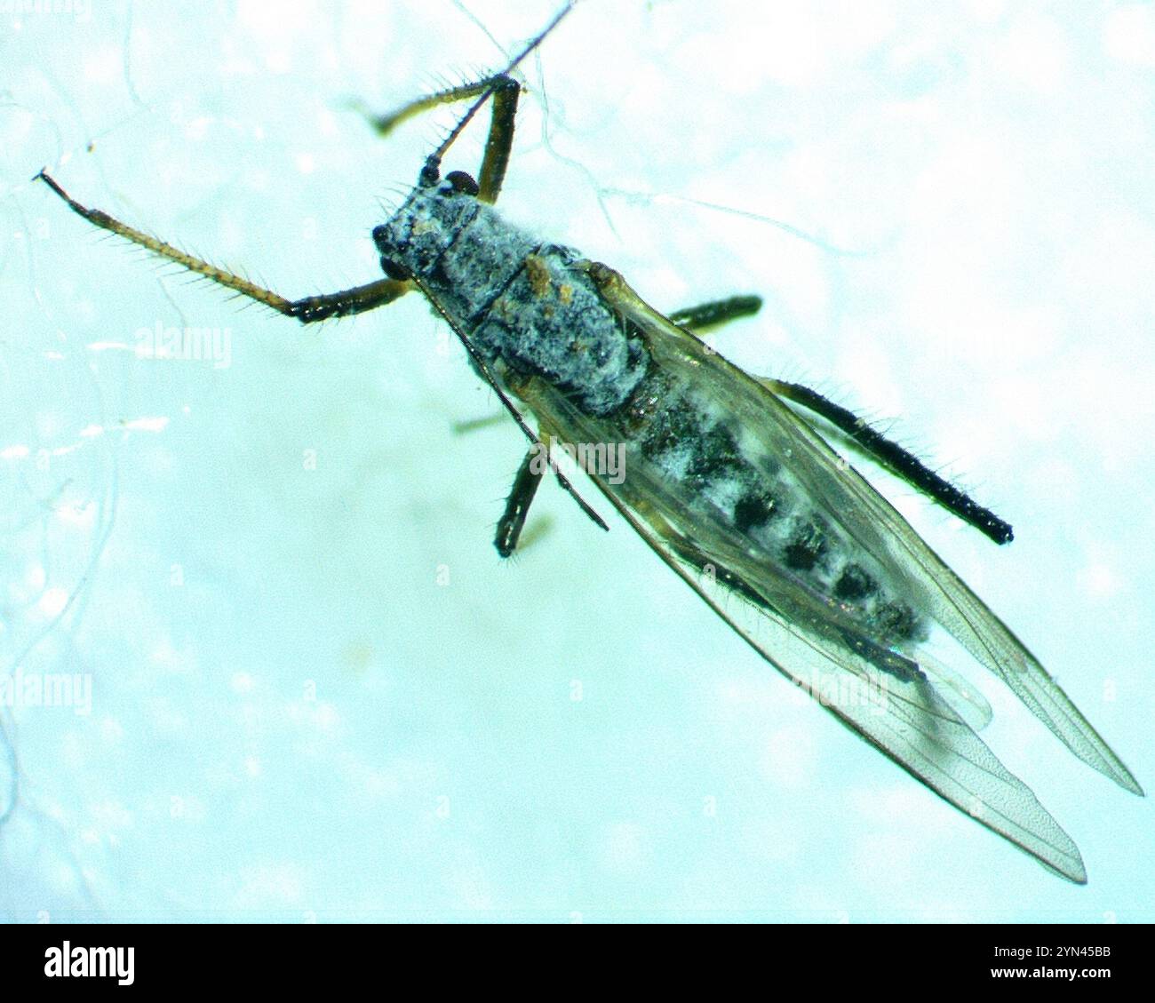 pine needle aphid (Eulachnus rileyi Stock Photo - Alamy