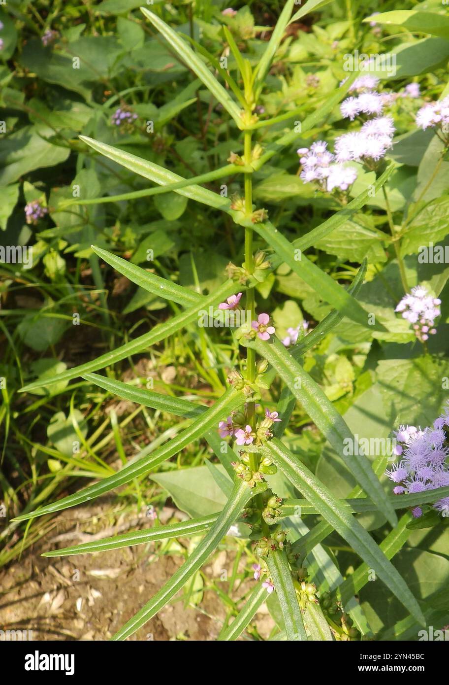 Scarlet Toothcup (Ammannia coccinea Stock Photo - Alamy