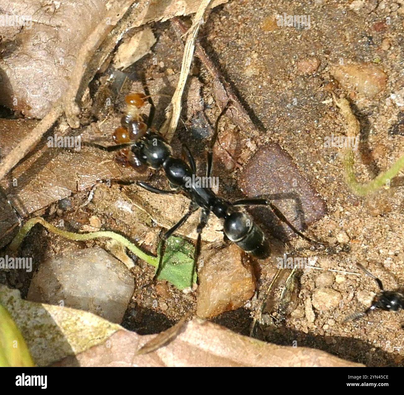 Matabele Ant (Megaponera analis Stock Photo - Alamy