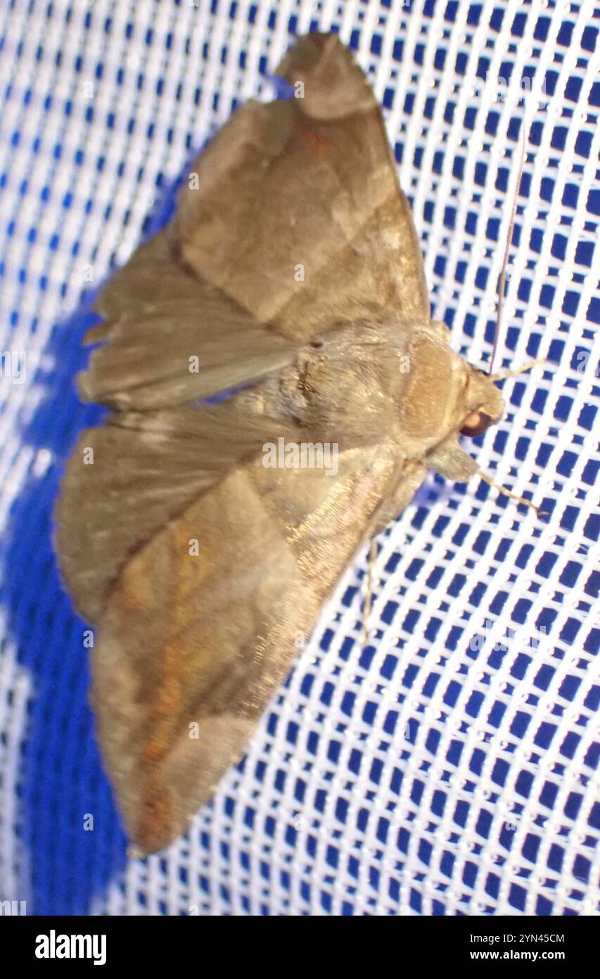 Owlet Moths and Allies (Noctuoidea Stock Photo - Alamy