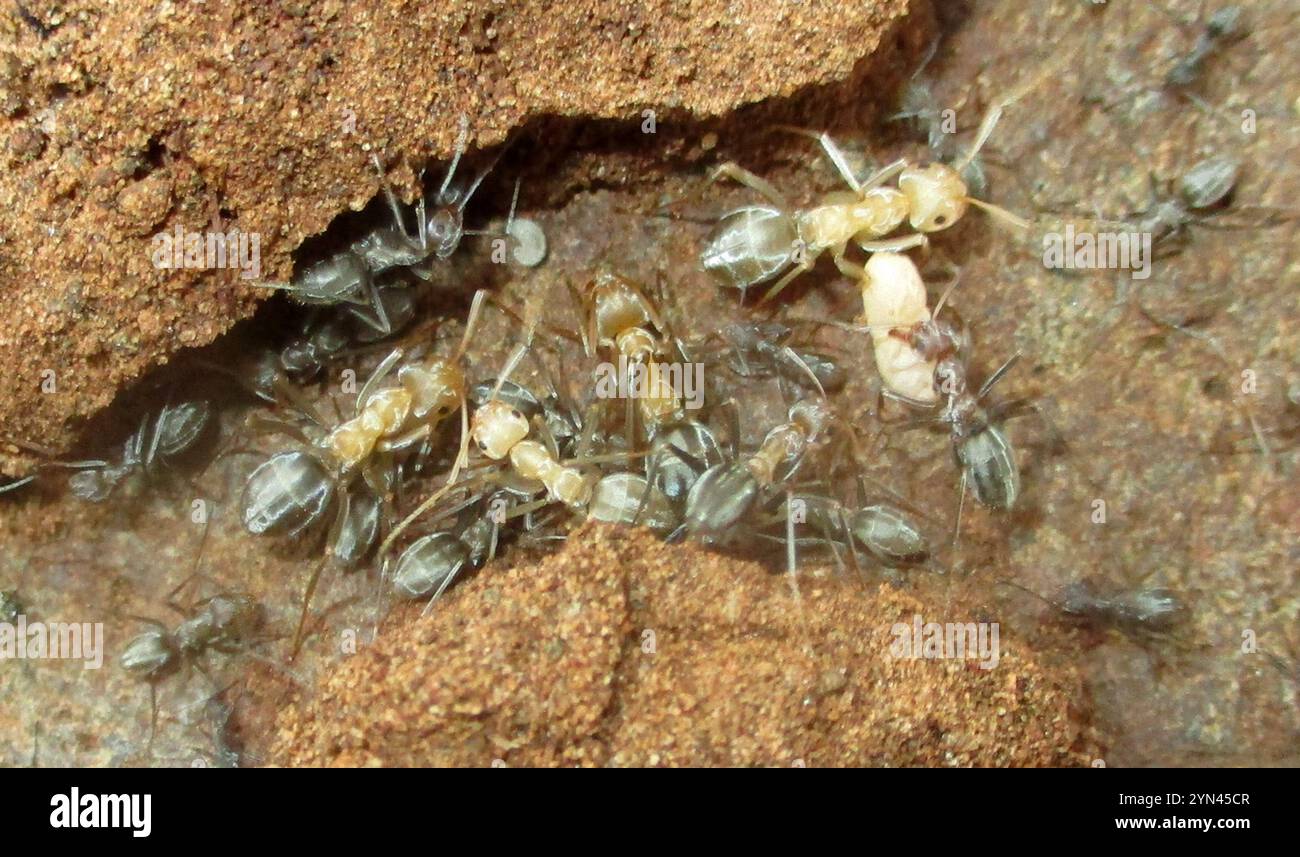 Large Pugnacious Ant (Anoplolepis custodiens Stock Photo - Alamy