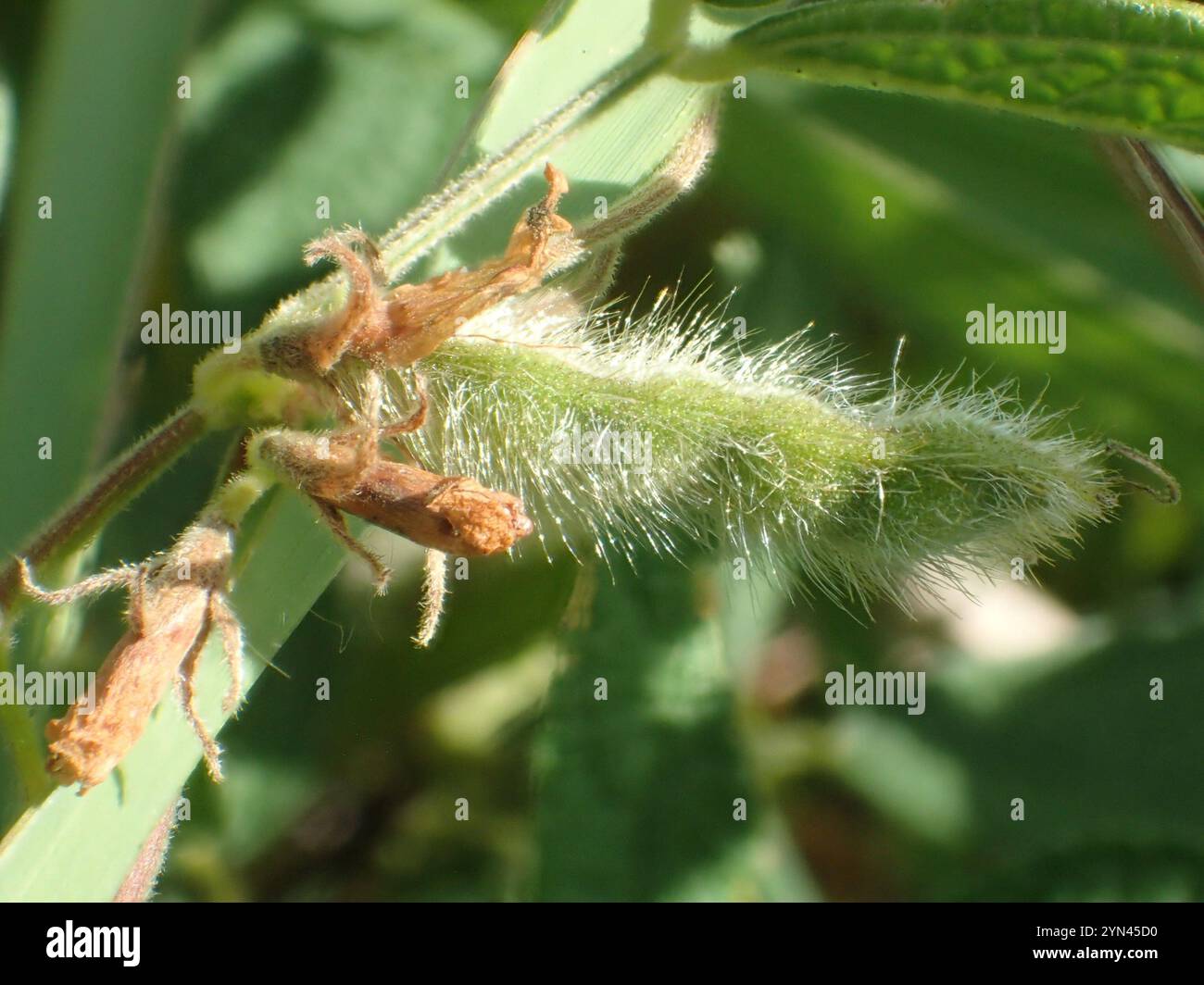 Showy Pigeonpea (Cajanus scarabaeoides Stock Photo - Alamy