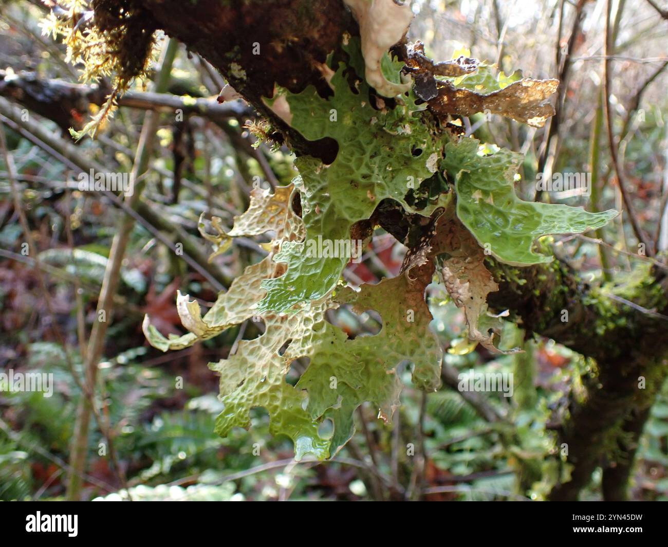 Tree Lungwort (Lobaria pulmonaria Stock Photo - Alamy