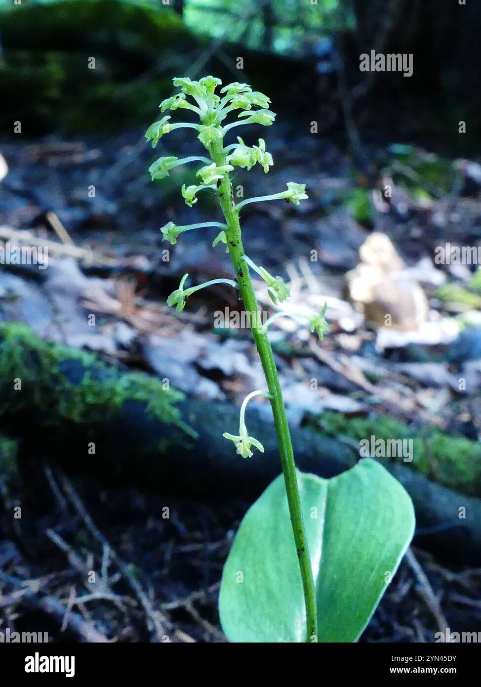 green adder's-mouth (Malaxis unifolia Stock Photo - Alamy