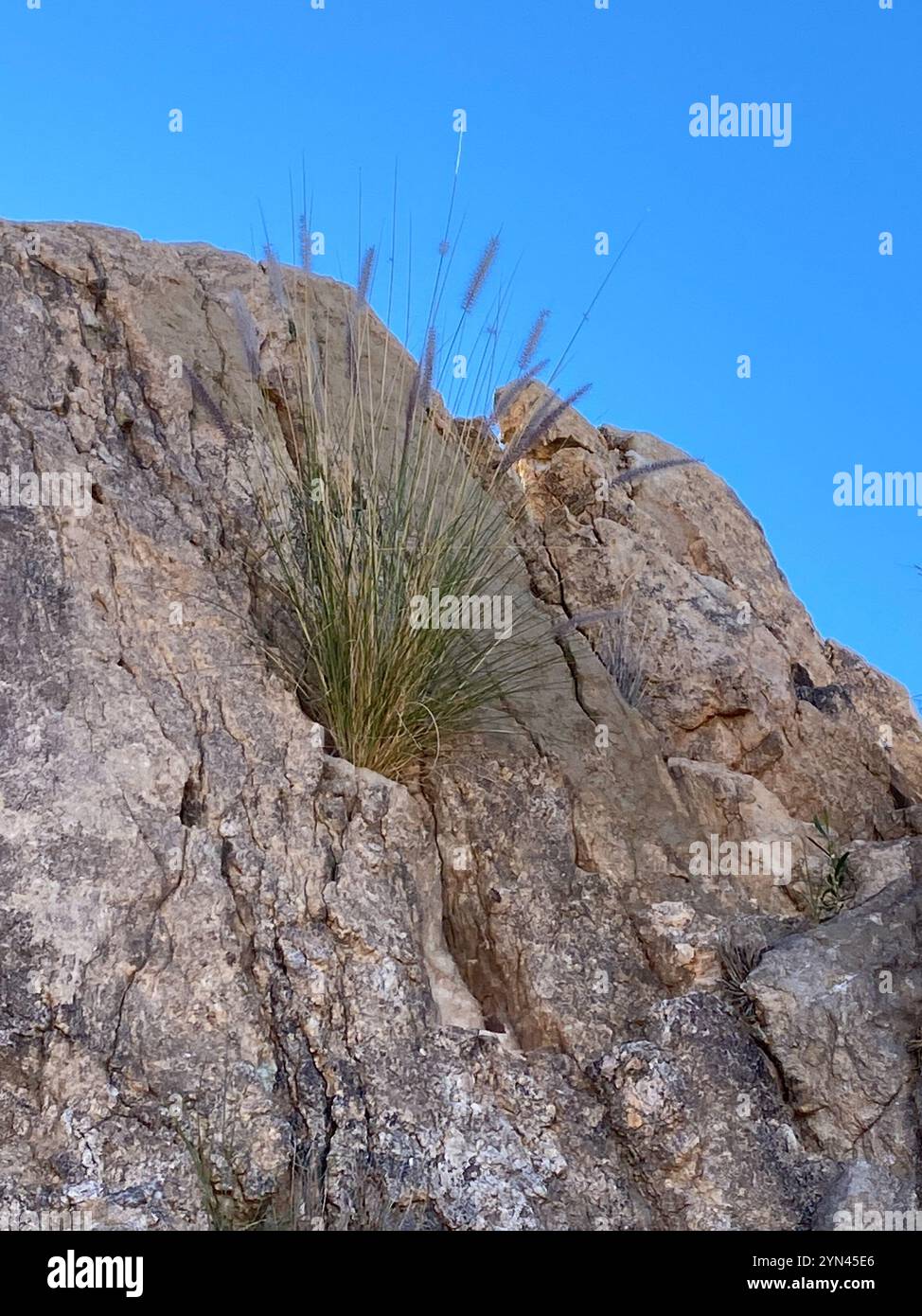 Fountain Grass (Cenchrus setaceus Stock Photo - Alamy