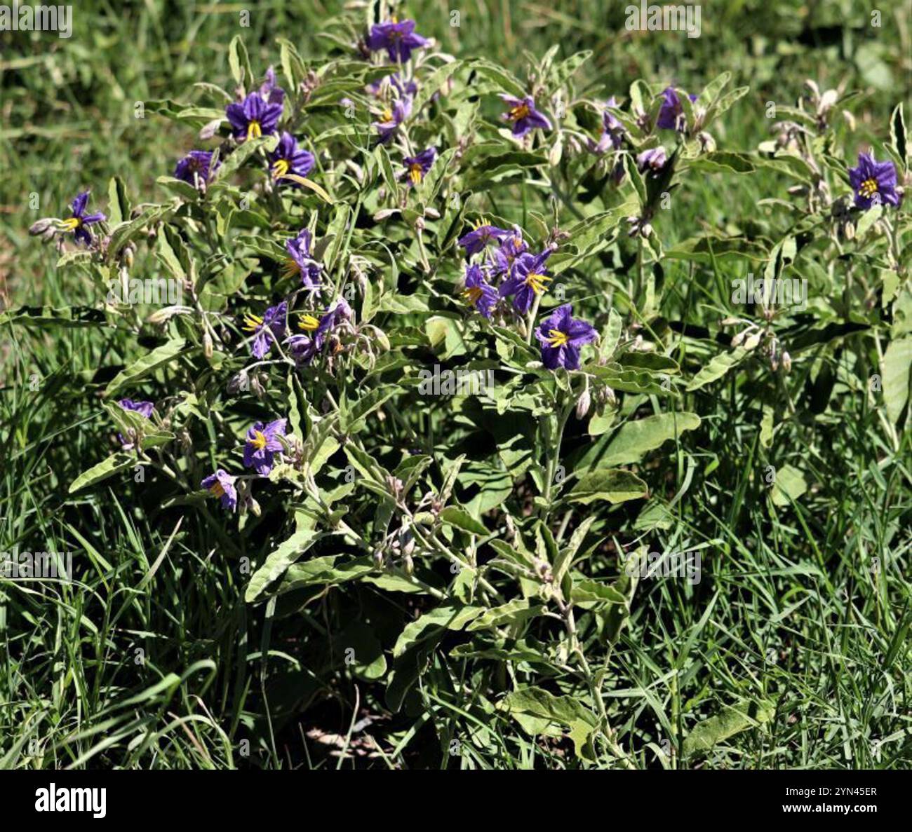 silverleaf nightshade (Solanum elaeagnifolium Stock Photo - Alamy
