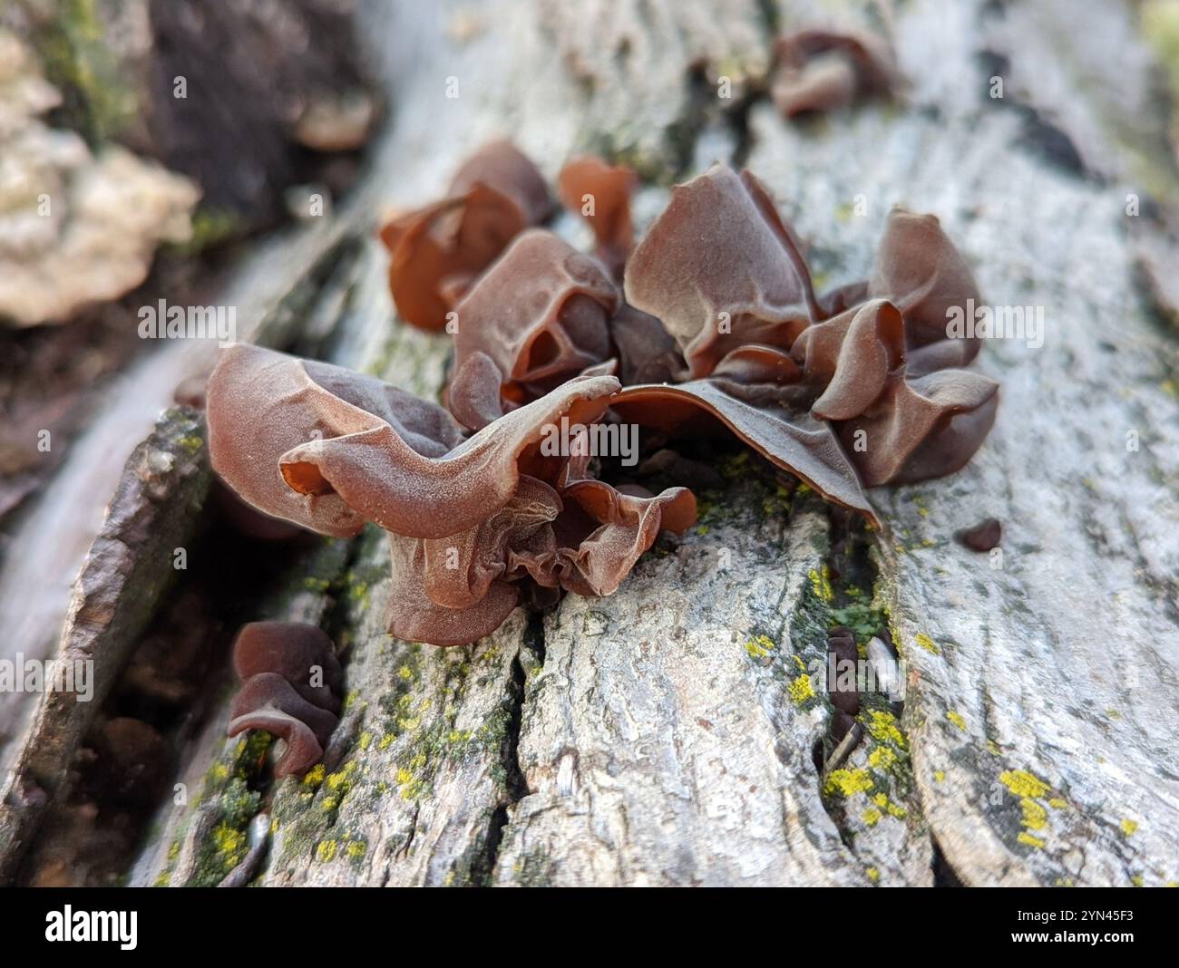 Wood ear fungi (Auricularia Stock Photo - Alamy