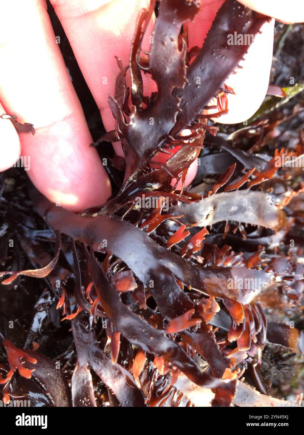 red algae (Rhodophyta Stock Photo - Alamy