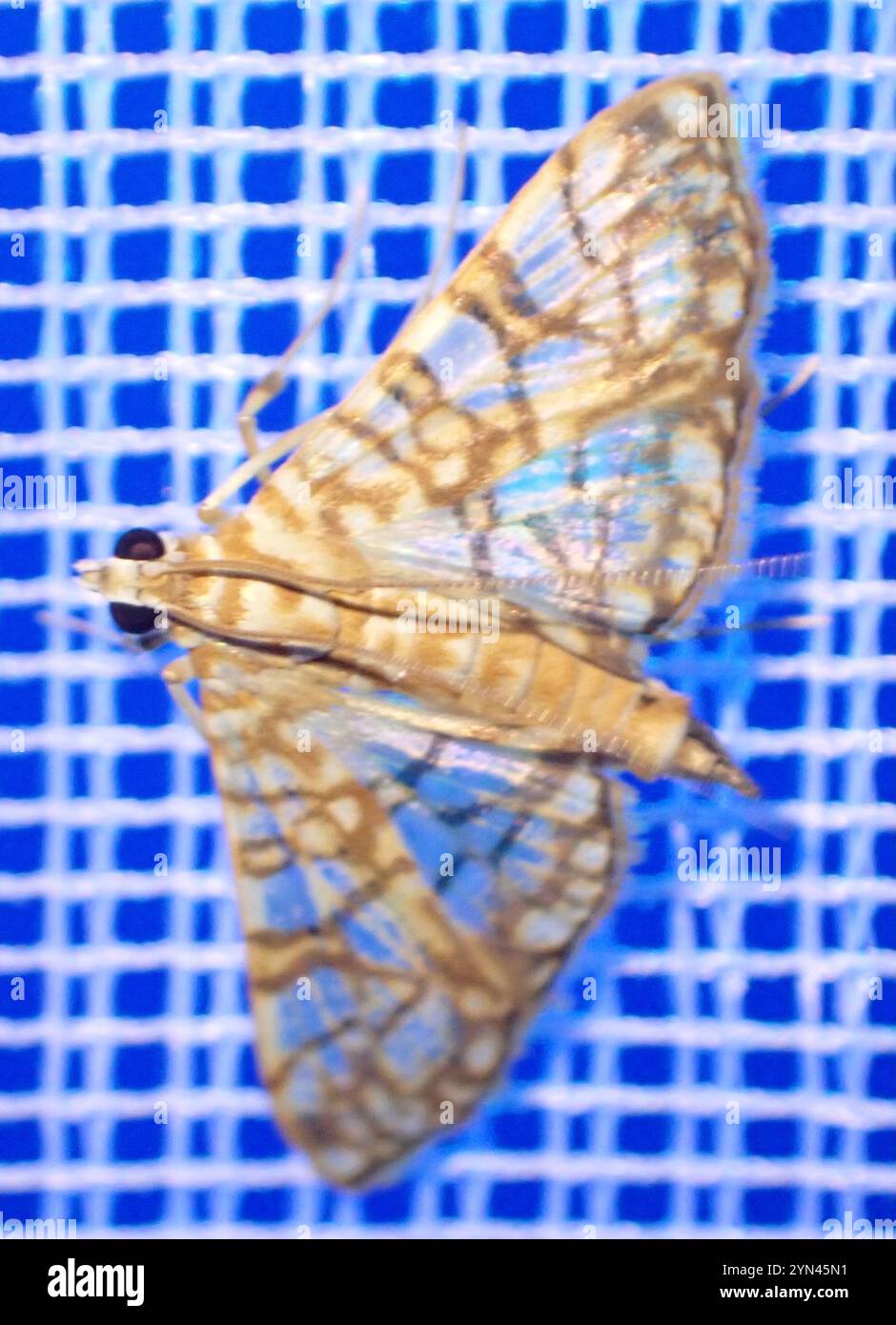 Variegated Pearl (Synclera traducalis Stock Photo - Alamy