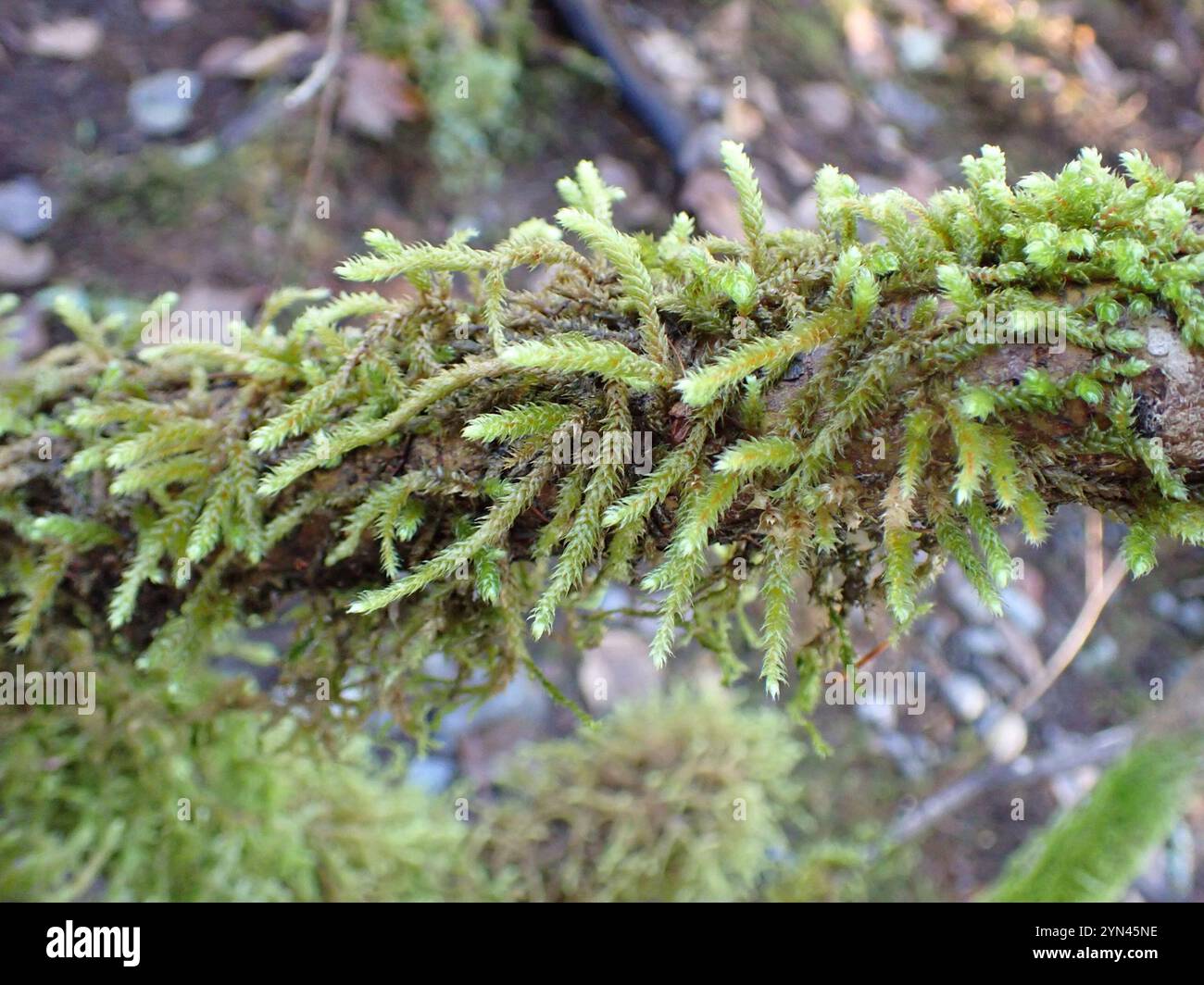 Pendulous Wing-moss (Antitrichia curtipendula Stock Photo - Alamy