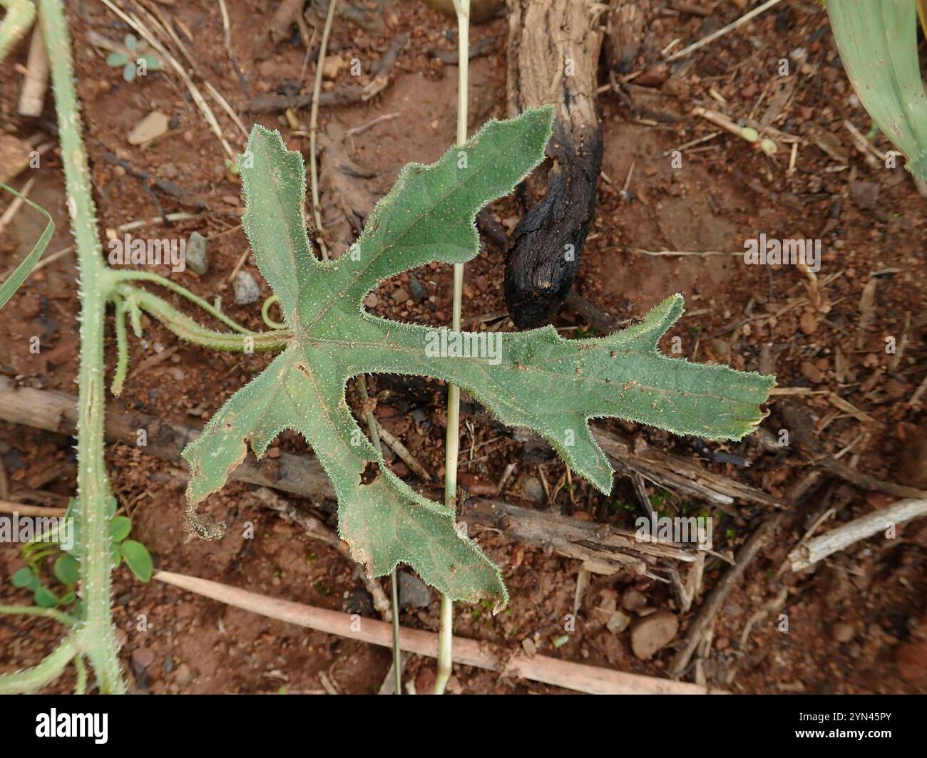 South African Spiny Cucumber (Cucumis zeyheri Stock Photo - Alamy
