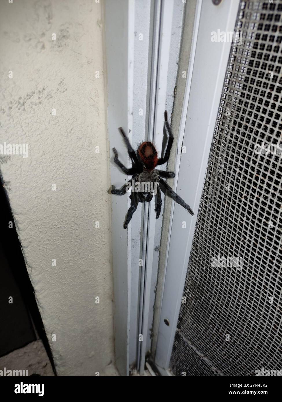 Yucatán Rust-rump Tarantula (Tliltocatl epicureanus Stock Photo - Alamy