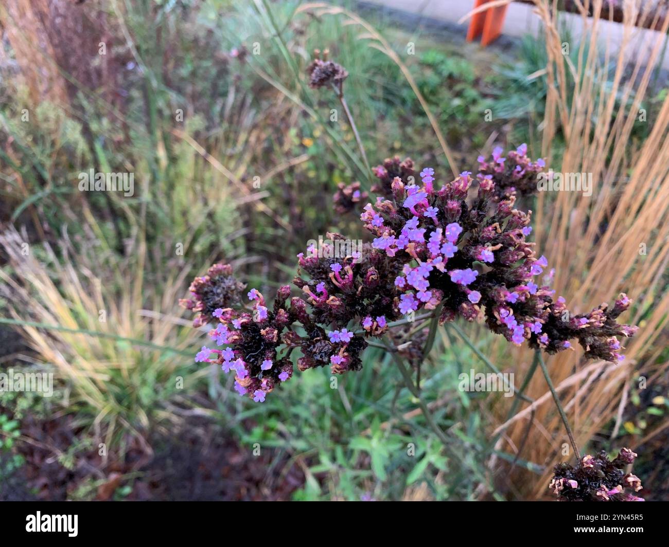 purpletop vervain (Verbena bonariensis Stock Photo - Alamy