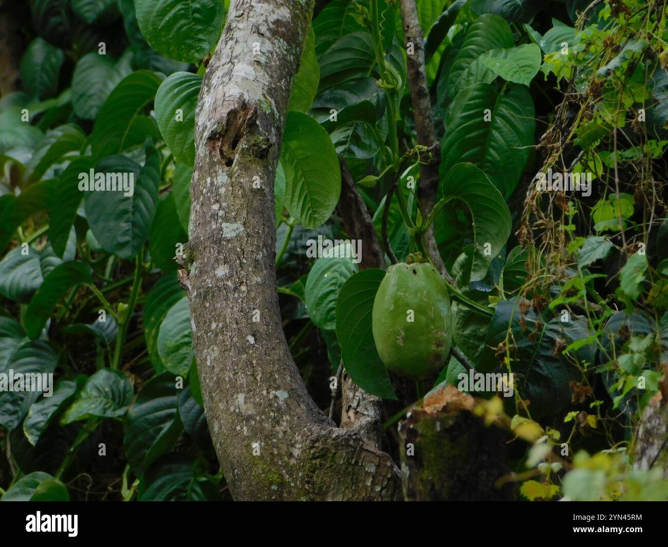 giant granadilla (Passiflora quadrangularis Stock Photo - Alamy