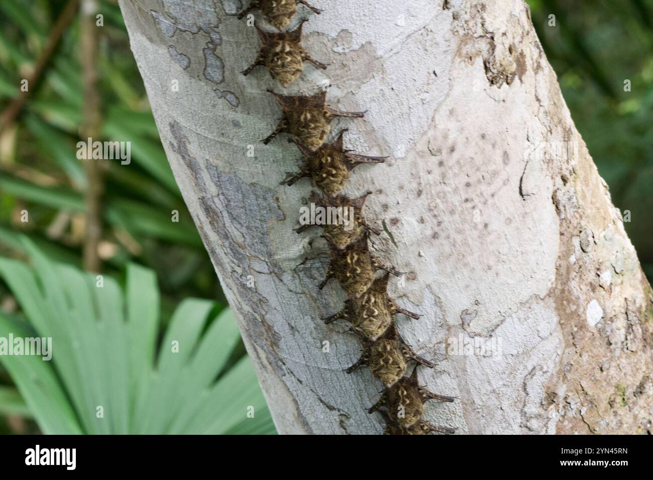 Proboscis Bat (Rhynchonycteris naso Stock Photo - Alamy