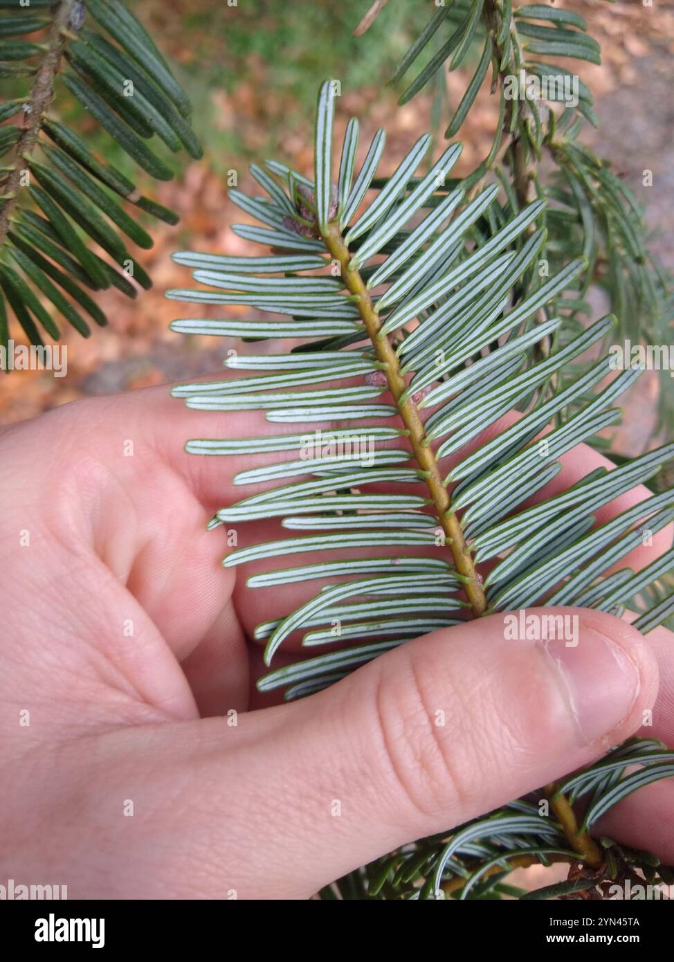 grand fir (Abies grandis Stock Photo - Alamy