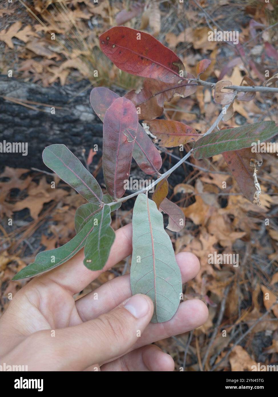 bluejack oak (Quercus incana Stock Photo - Alamy