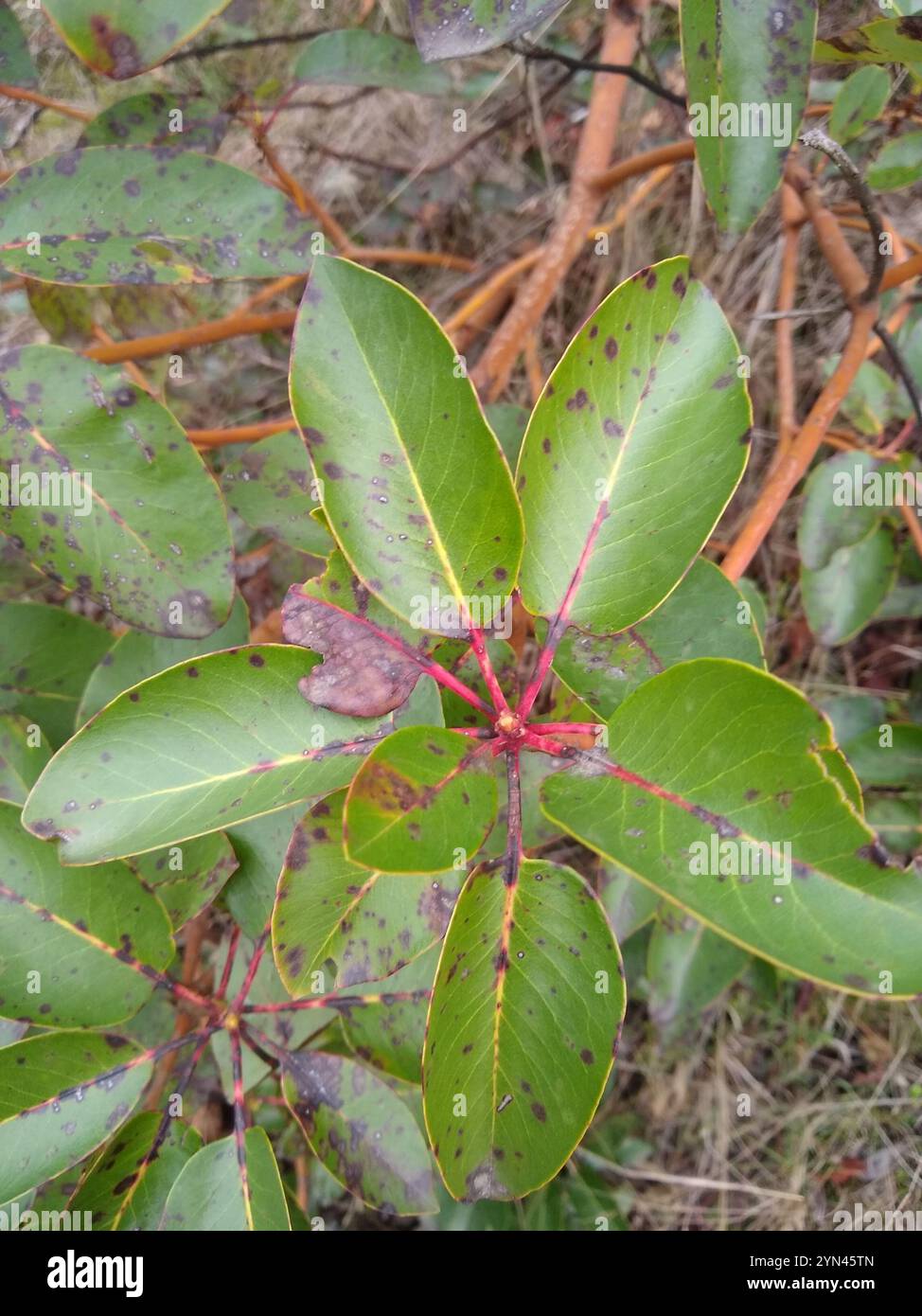 Pacific madrone (Arbutus menziesii Stock Photo - Alamy
