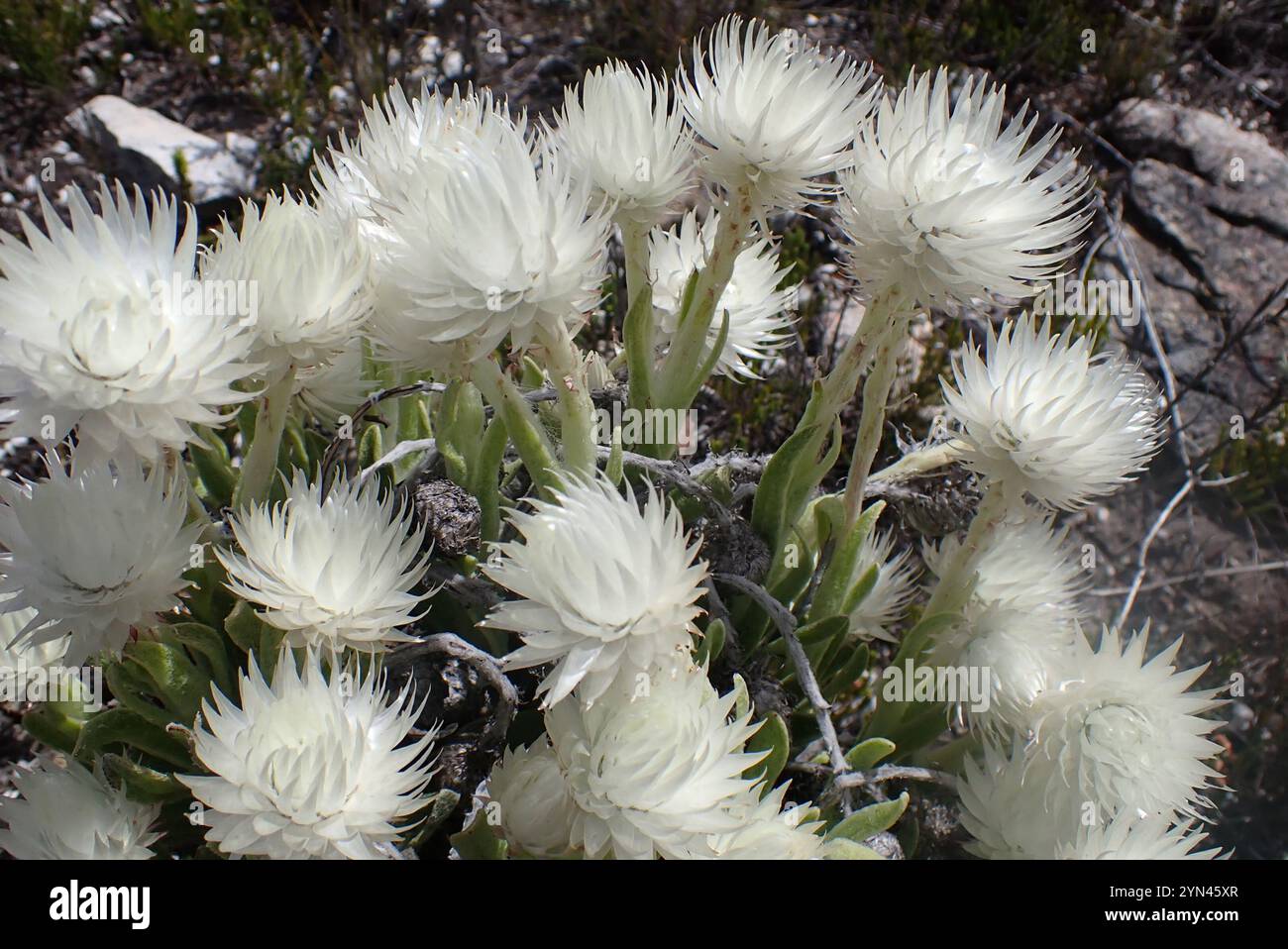 Cape Snow (Syncarpha vestita Stock Photo - Alamy