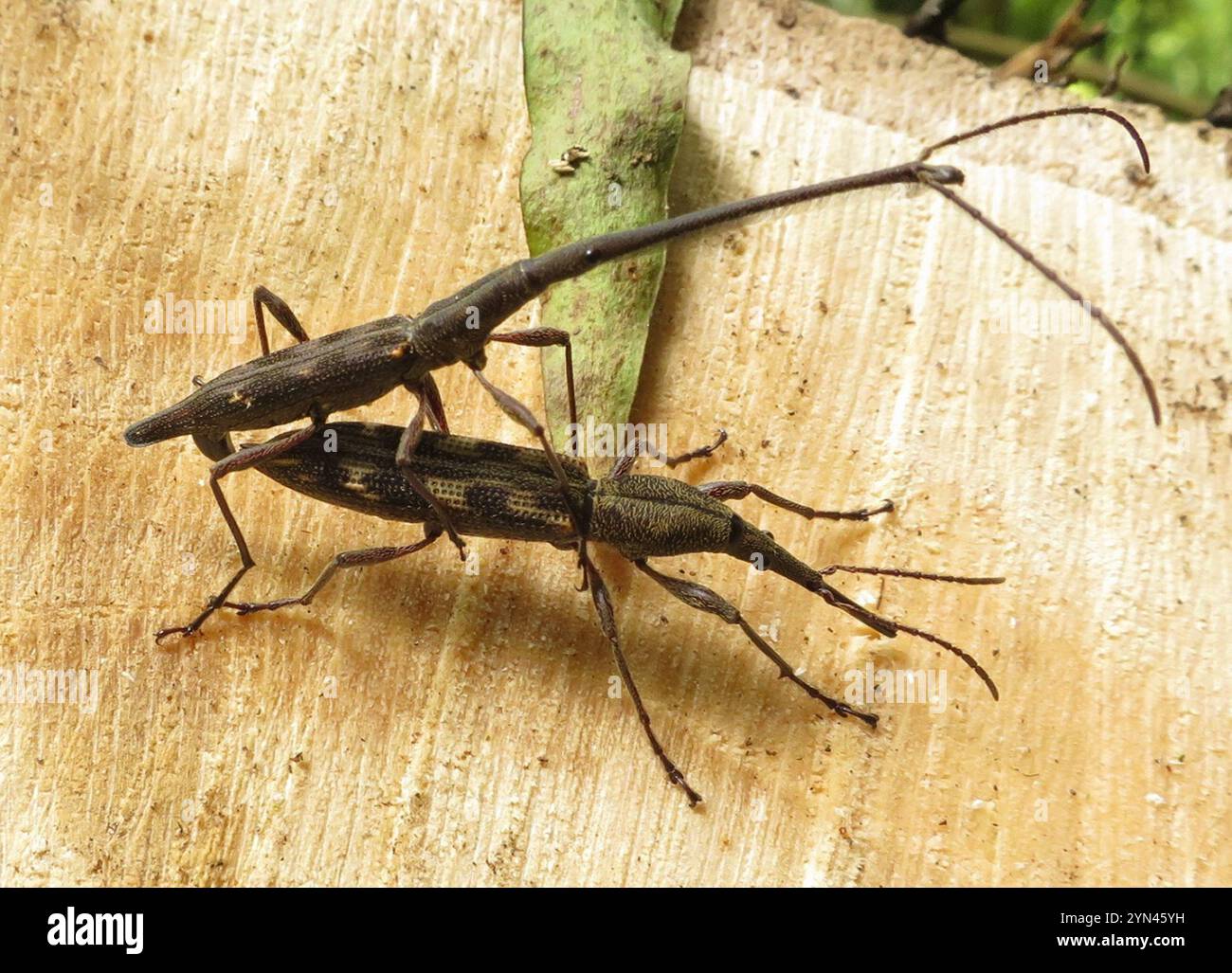 Lasiorhynchus Barbicornis Hi Res Stock Photography And Images Alamy