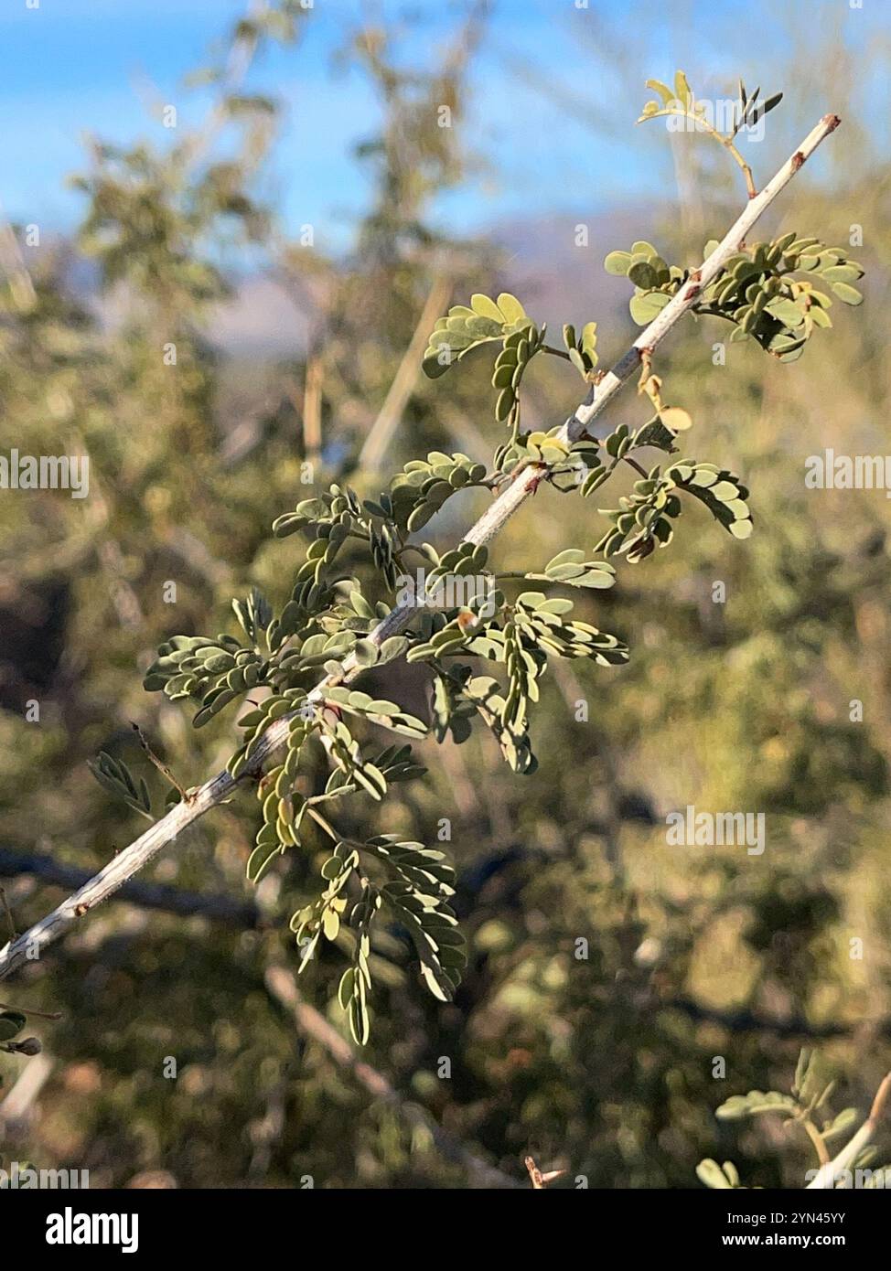 Catclaw Acacia (Senegalia greggii Stock Photo - Alamy